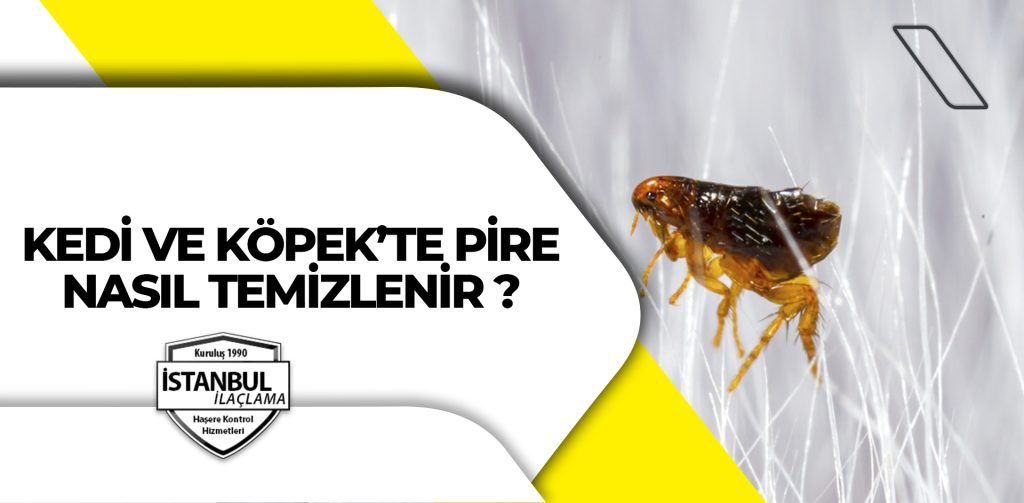 Kedi ve Köpek'te Pire Nasıl Temizlenir? - istanbulilaclama.com