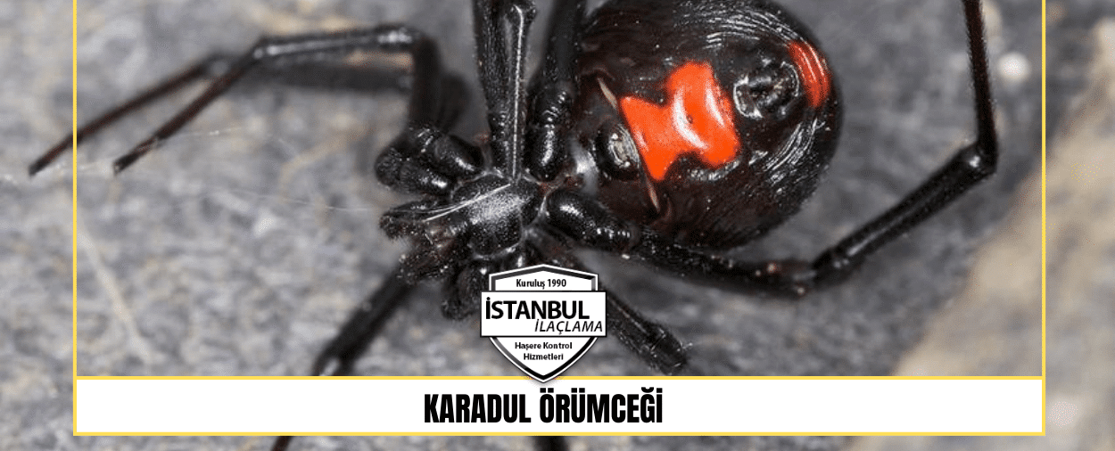 Örümcek Nedir? - Türkiye deki 3 Zehirli Tür - istanbulilaclama.com