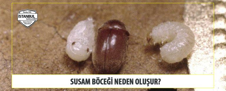 Susam Böceği Neden Oluşur? - istanbulilaclama.com