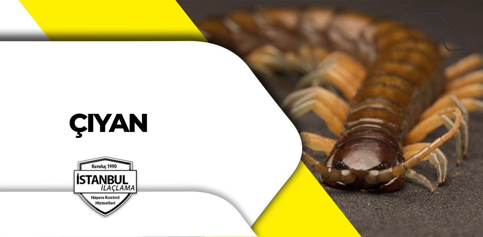 Çiyan Hakkında Bilgiler - istanbulilaclama.com