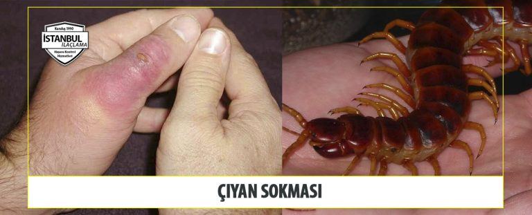 Çiyan Hakkında Bilgiler - istanbulilaclama.com