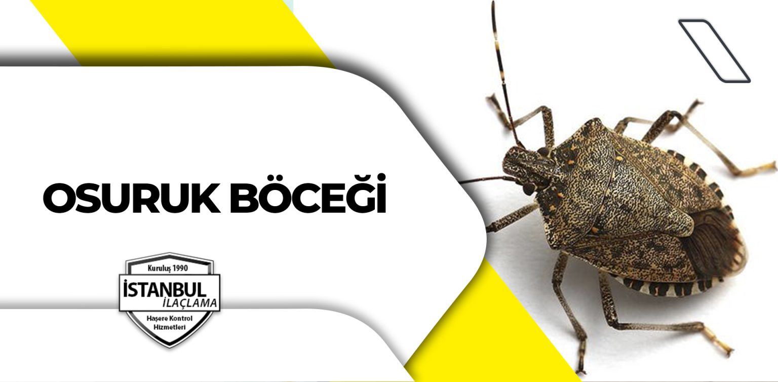 Osuruk Böceği - Osuruk Böceği İlaçlama - istanbulilaclama.com