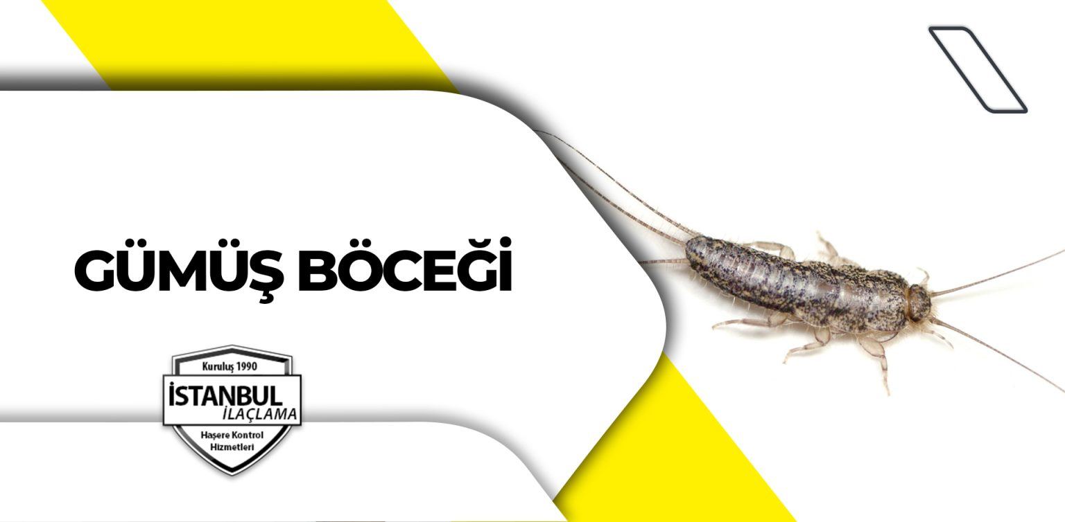 Gümüş Böceği Neden Olur? - Nasıl Yok Edilir?- istanbulilaclama.com