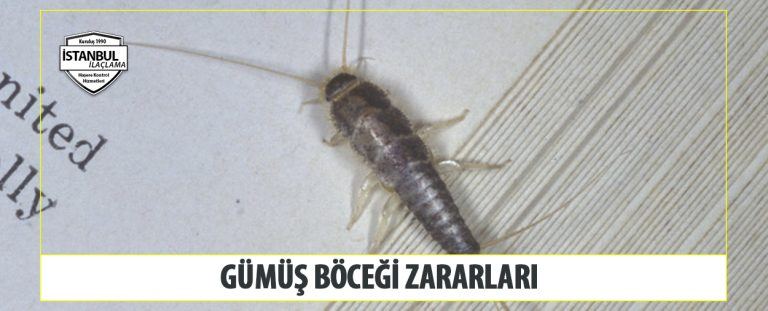 Gümüş Böceği Neden Olur? - Nasıl Yok Edilir?- istanbulilaclama.com